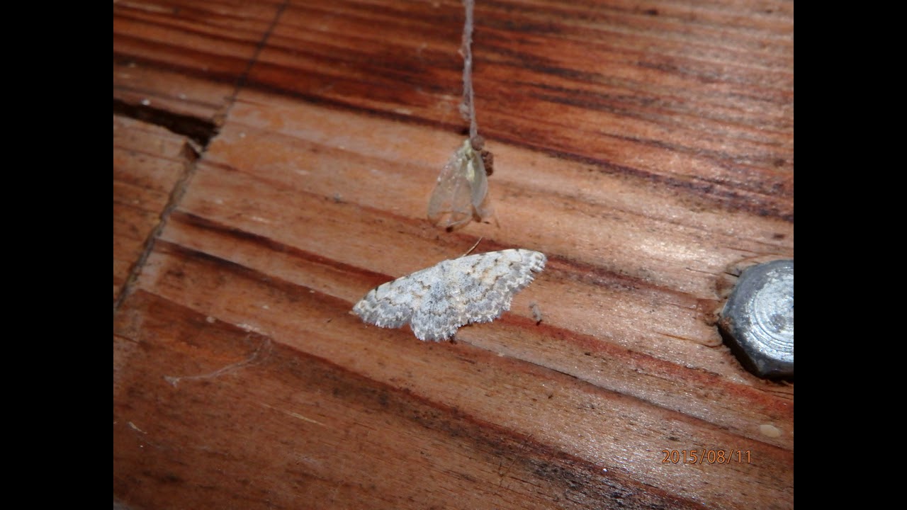 Scopula submutata, the Mediterranean lace border - YouTube