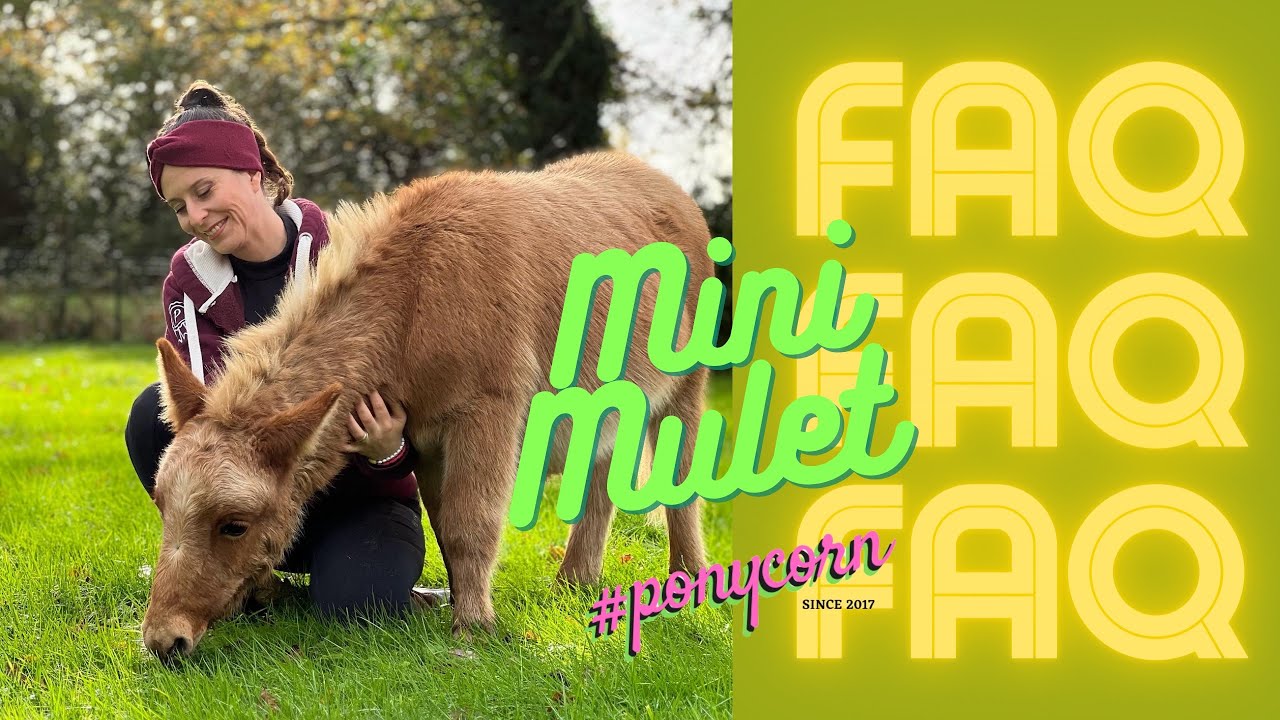 FAQ Spécial Mumule le Mini-Mulet - YouTube