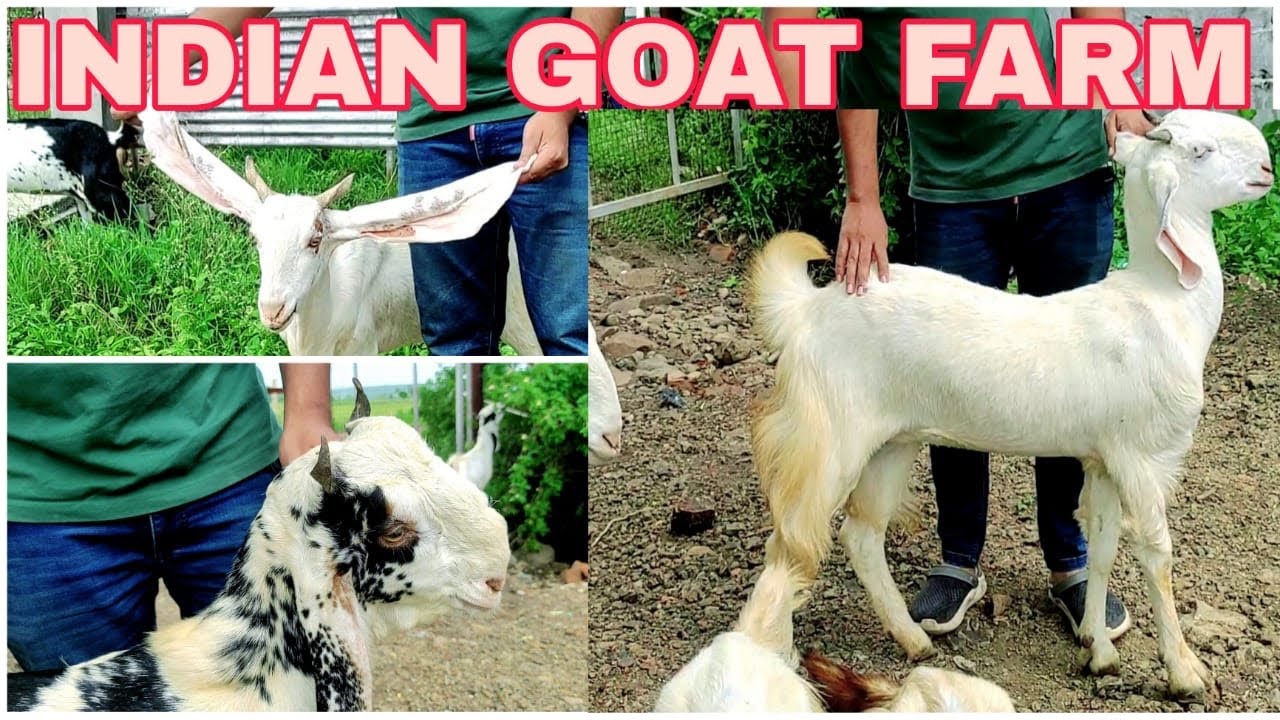 Indian Goat Farm Ki Female Goats in Bhopal - YouTube