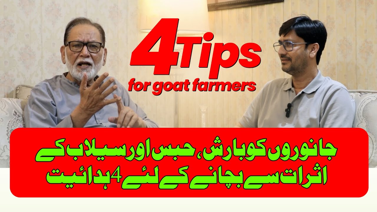 How to Save Goat Sheep in Rain and Flood | 4 Tips for #goatfarmers ...