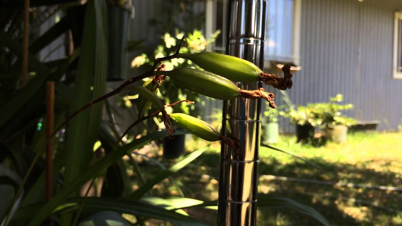 Bletilla striata seed pods - help me harvest! - YouTube