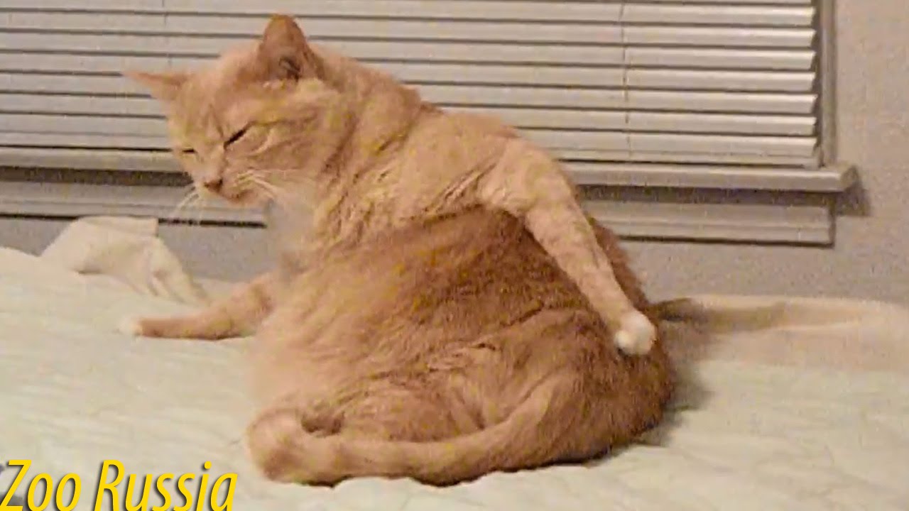 Funny Cat Scratches Butt - YouTube