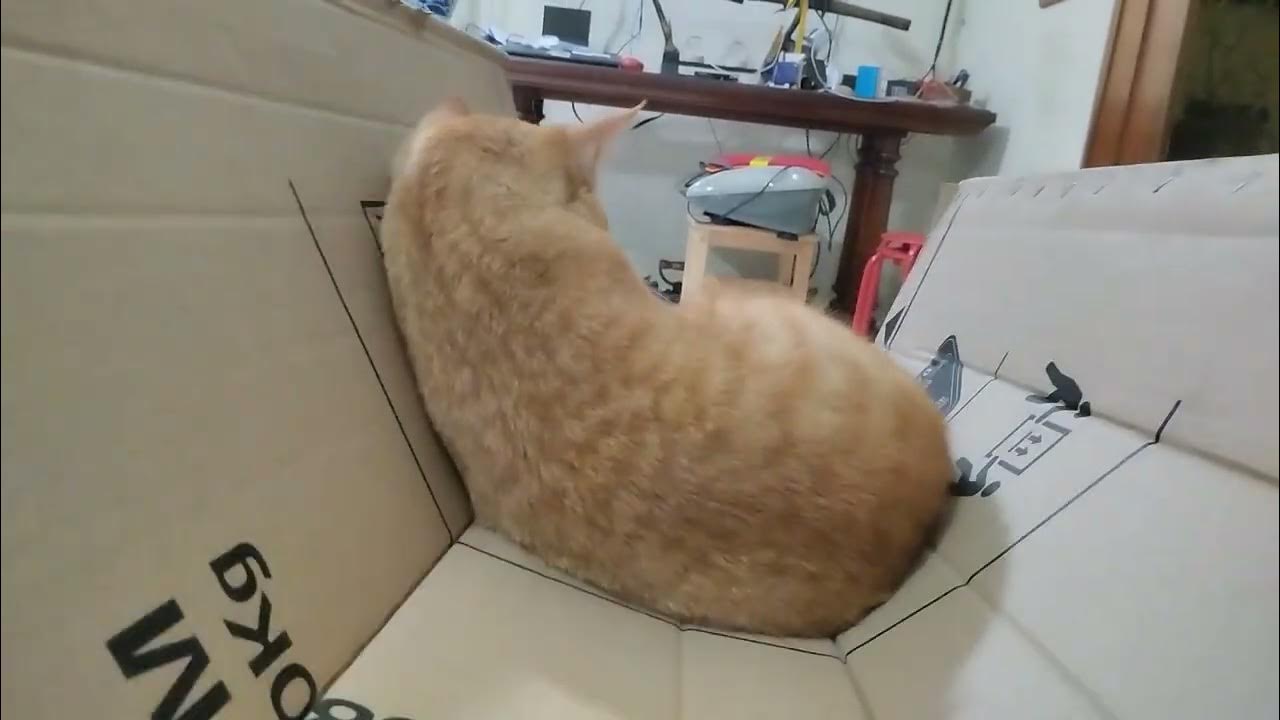 Boris on the rock part II - YouTube