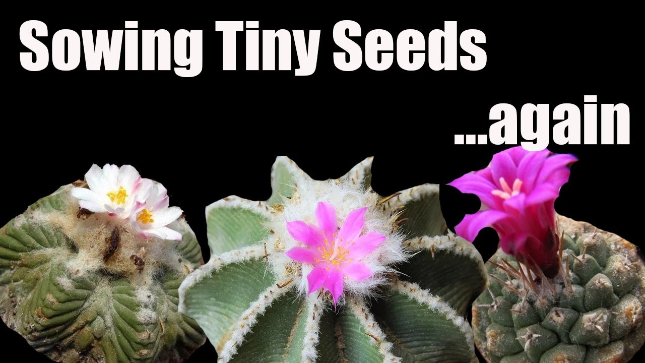 Sowing tiny cactus seeds... again. Aztekium ritteri, aztekium hintonii ...