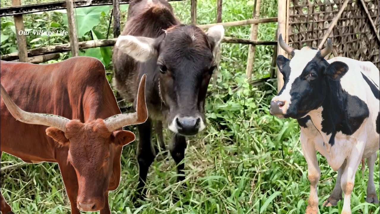 Funny Cow sounds video || Cute Baby cow video || Cow sounds effect ...
