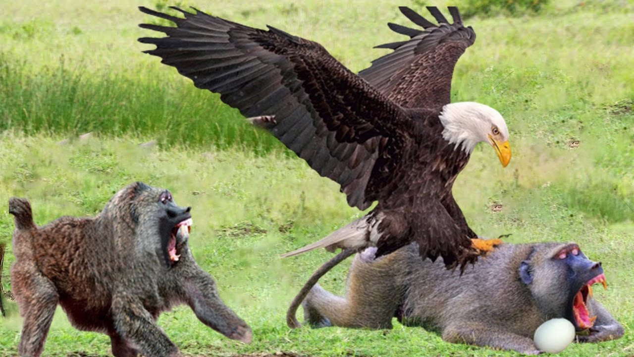 Pitiful! Mother Monkey Risked Her Life To Attack Eagle To Save Baby ...