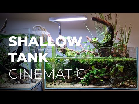 Shallow Tank Aquascape with Emersed Growth and Pond Plants (Cinematic ...