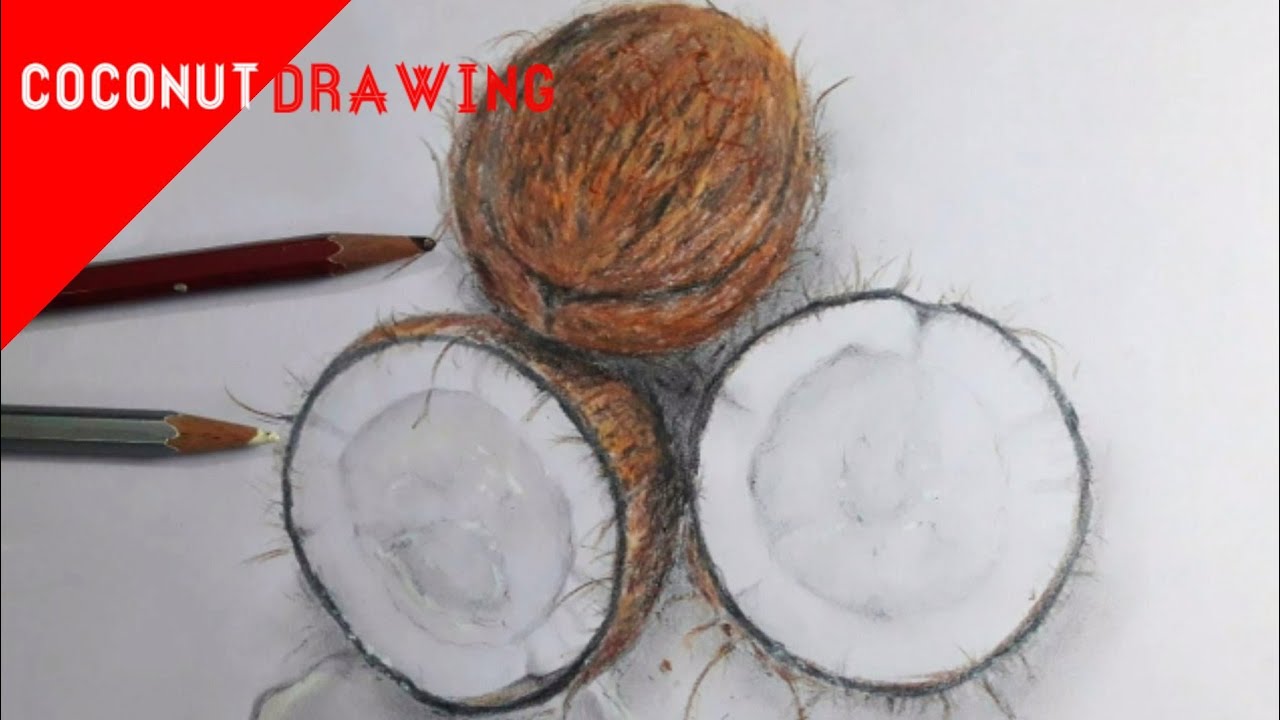 How to draw realistic coconut//coconut drawing//colored pencil drawing ...