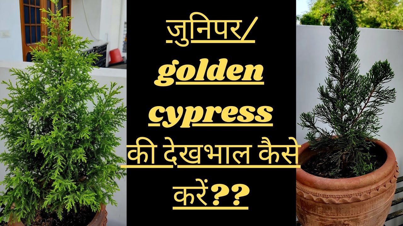Golden Cypress Plant