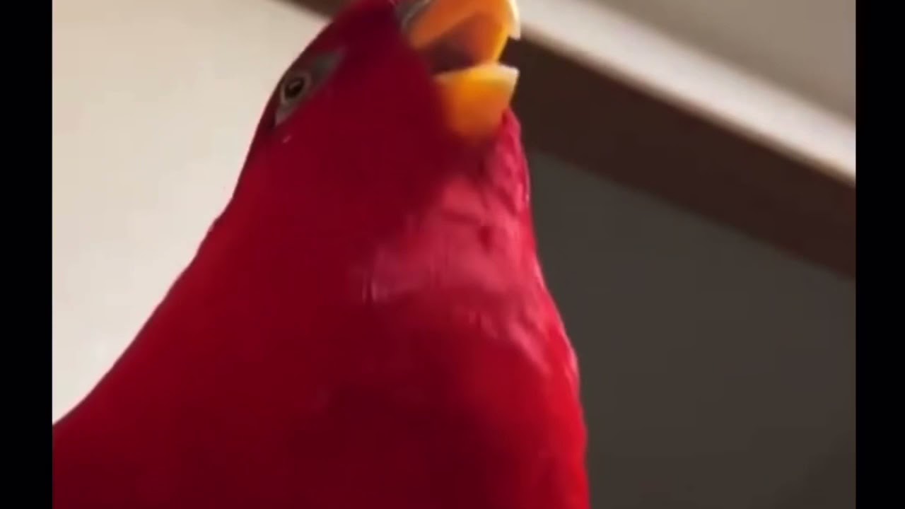 The Red Bird Laughs - YouTube