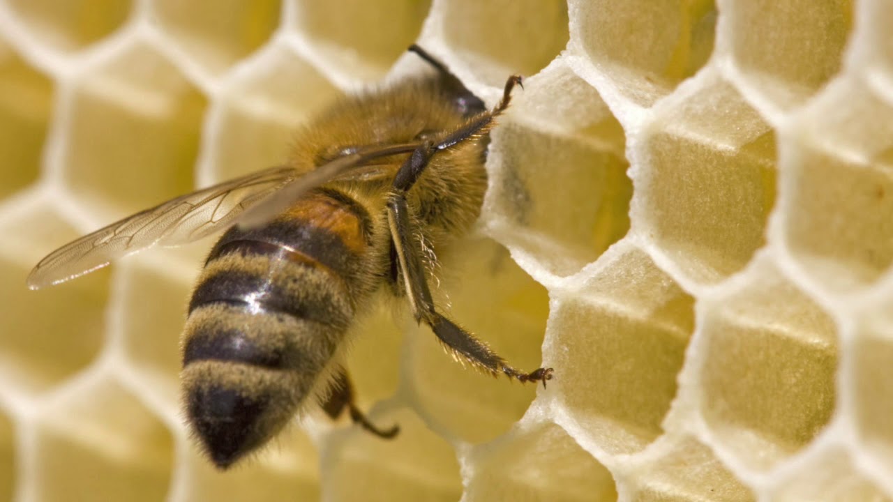 Botany 28 - Bees - YouTube