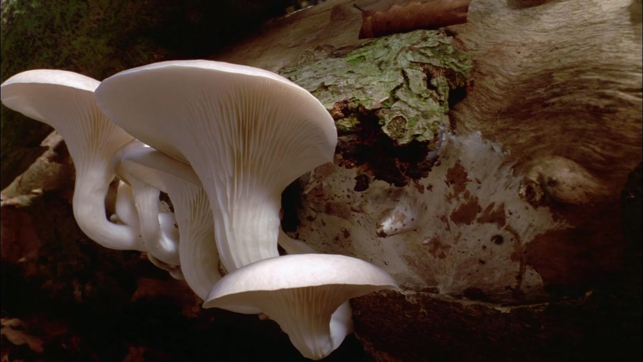 Planet Earth 01 From Pole to Pole Part 09 - YouTube