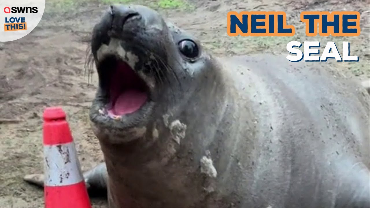 Meet Neil - the seal causing a stir Down Under by blocking roads | LOVE ...