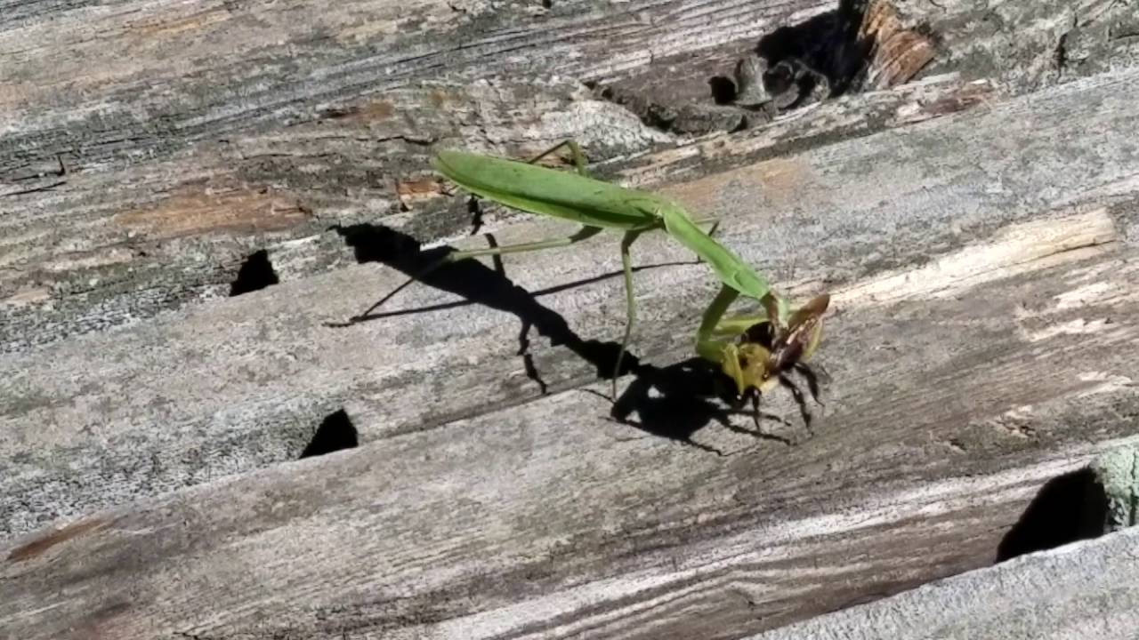 Mantis vs Bumble bee - YouTube