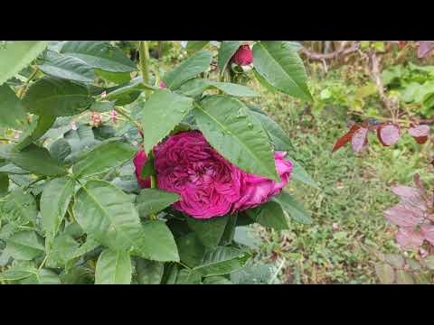 Розы Омаж а Барбара, Перпл Лодж, виноград, 5.09.21 - YouTube