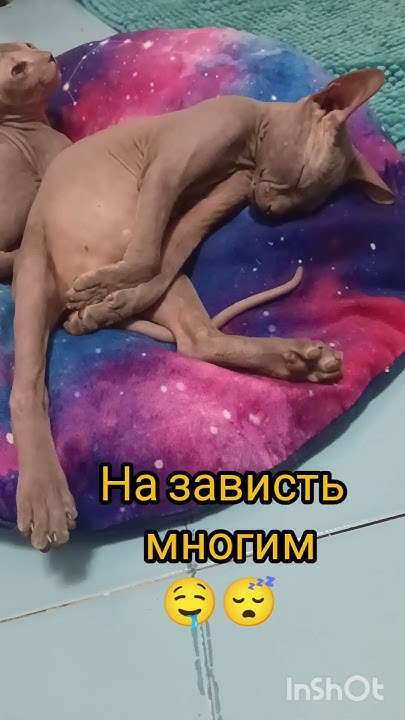 💥Забавные Сфинксы Котята Санкт Петербург Kitten животные котcatsкошки котенкипитомник