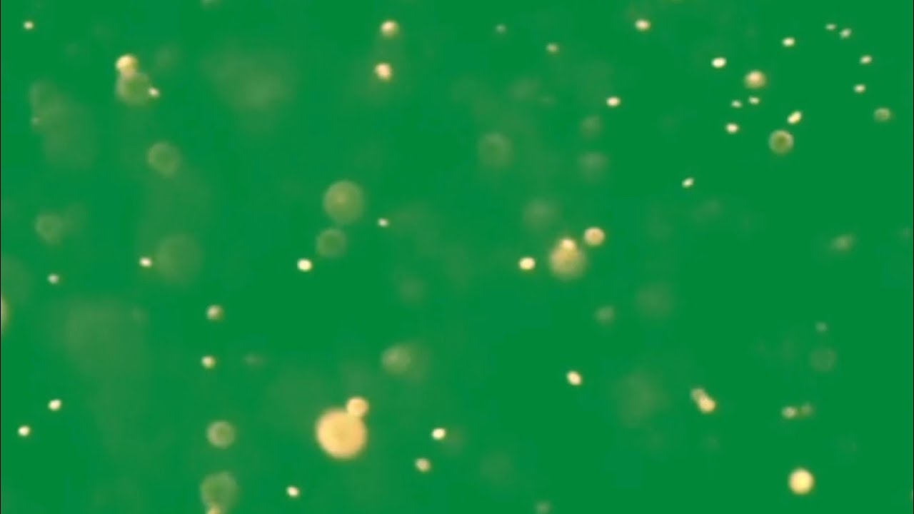 gold sparkles green screen | green screen glitter effect | flying ...