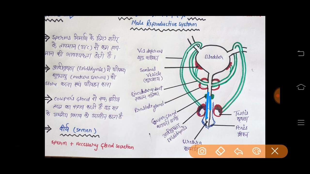 Male Reproductive System in hindi|नर प्रजनन जनन तंत्रfunction||external ...