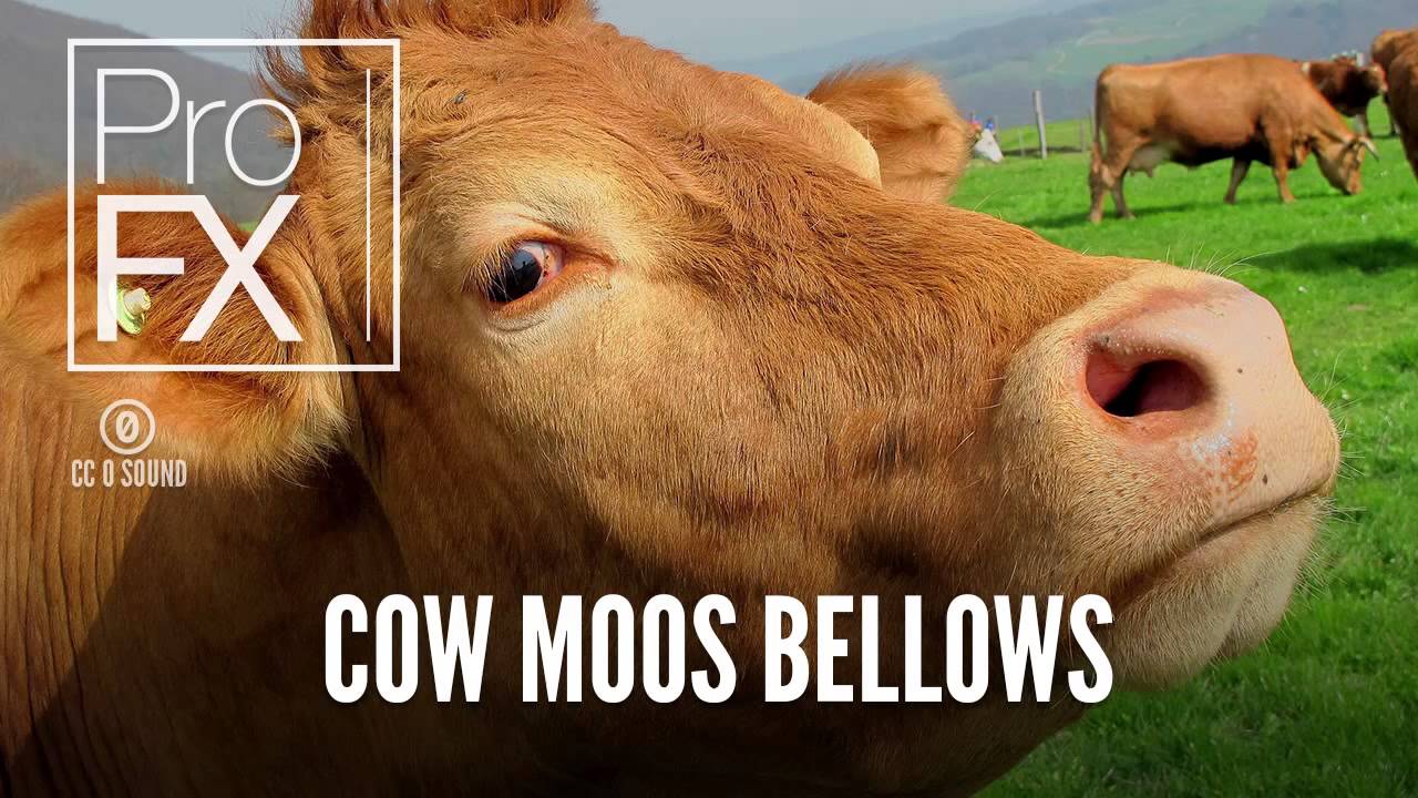 Cow Moos Bellows | Animal Sound Effects | ProFX (Sound, Sound Effects ...
