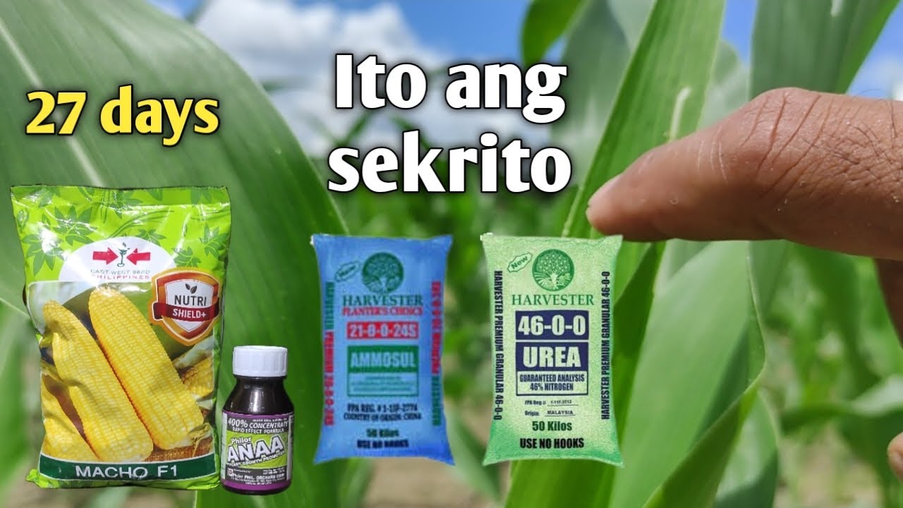 Mga Abuno sa Sweet Corn #corn #sweetcorn #mais - YouTube