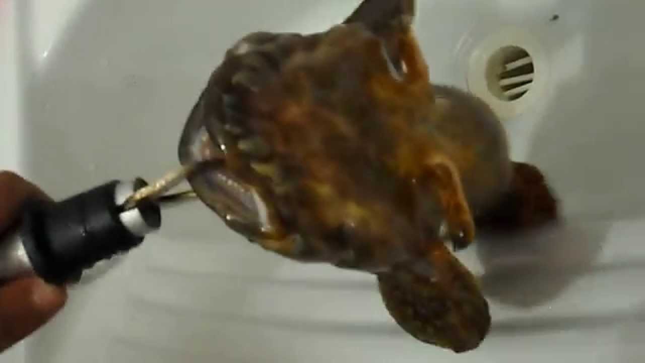 Peixe Sapo, Tamboril (BR) Monkfish (EUA) - YouTube