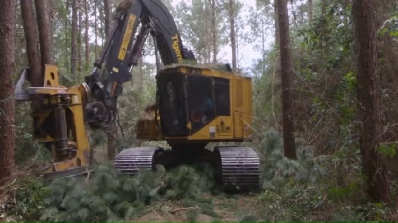 Tigercat 822D Thinning Big Pine Trees Super Close - YouTube