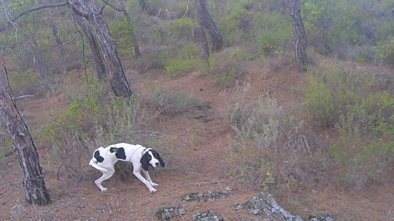 Κυνηγι λαγου με Beagle Κυπρος (Beagle Team 1) - YouTube