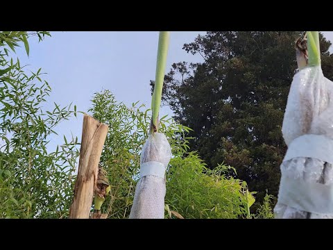Winterizing Musa Basjoo Cold Hardy Banana Plants - Wrapped vs Unwrapped ...