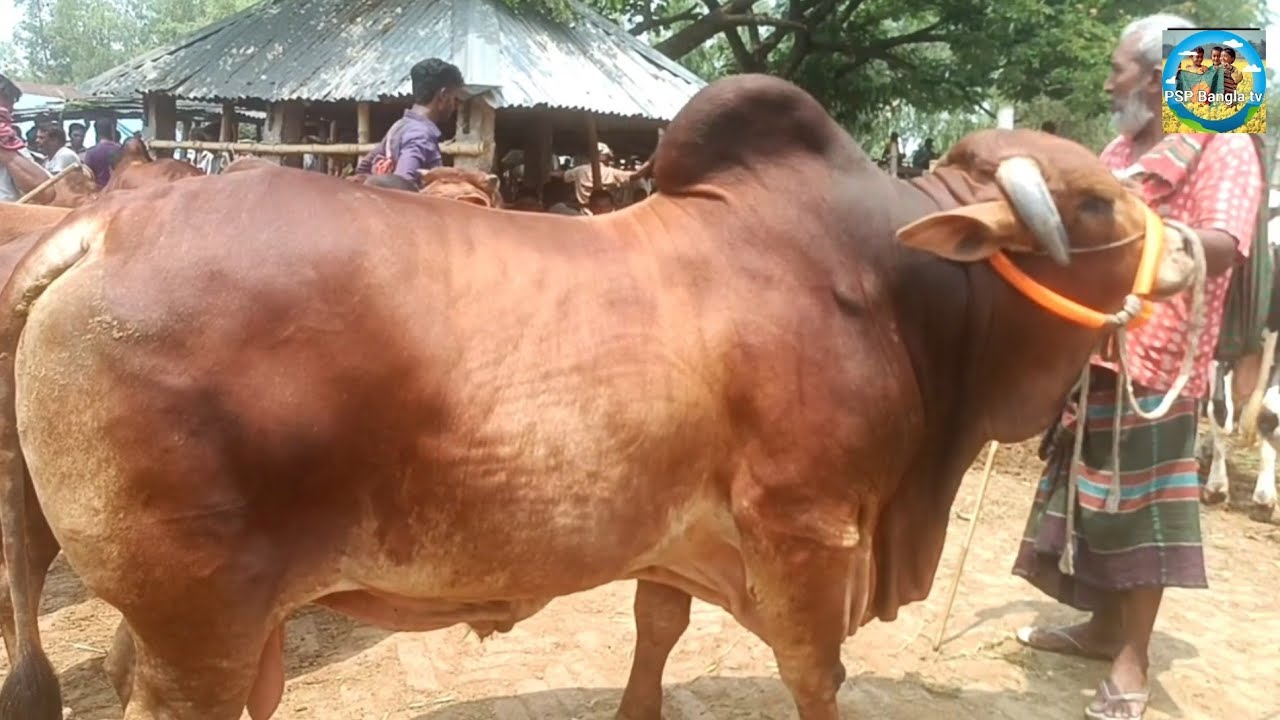 @ 21 October 2024| ফিরে দেখা আমবাড়ী হাটে শাহীওয়াল জাতের বড় বড় ...