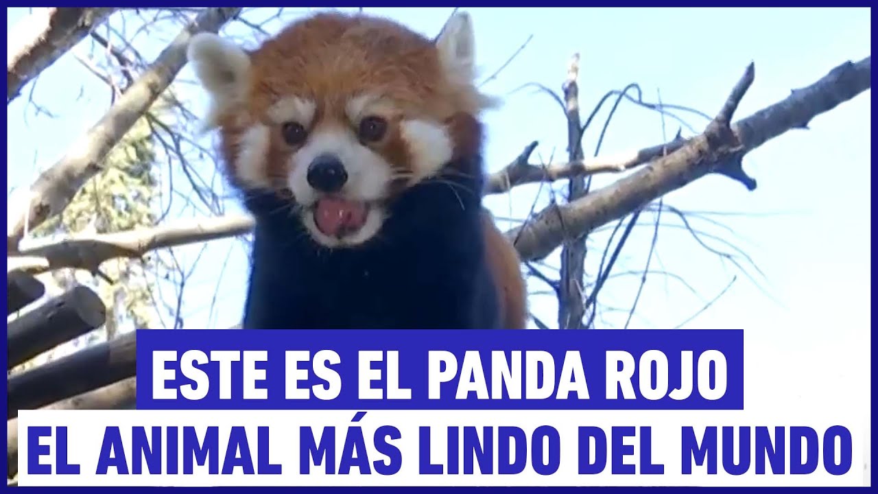 Cachorro Lindo Panda Rojo