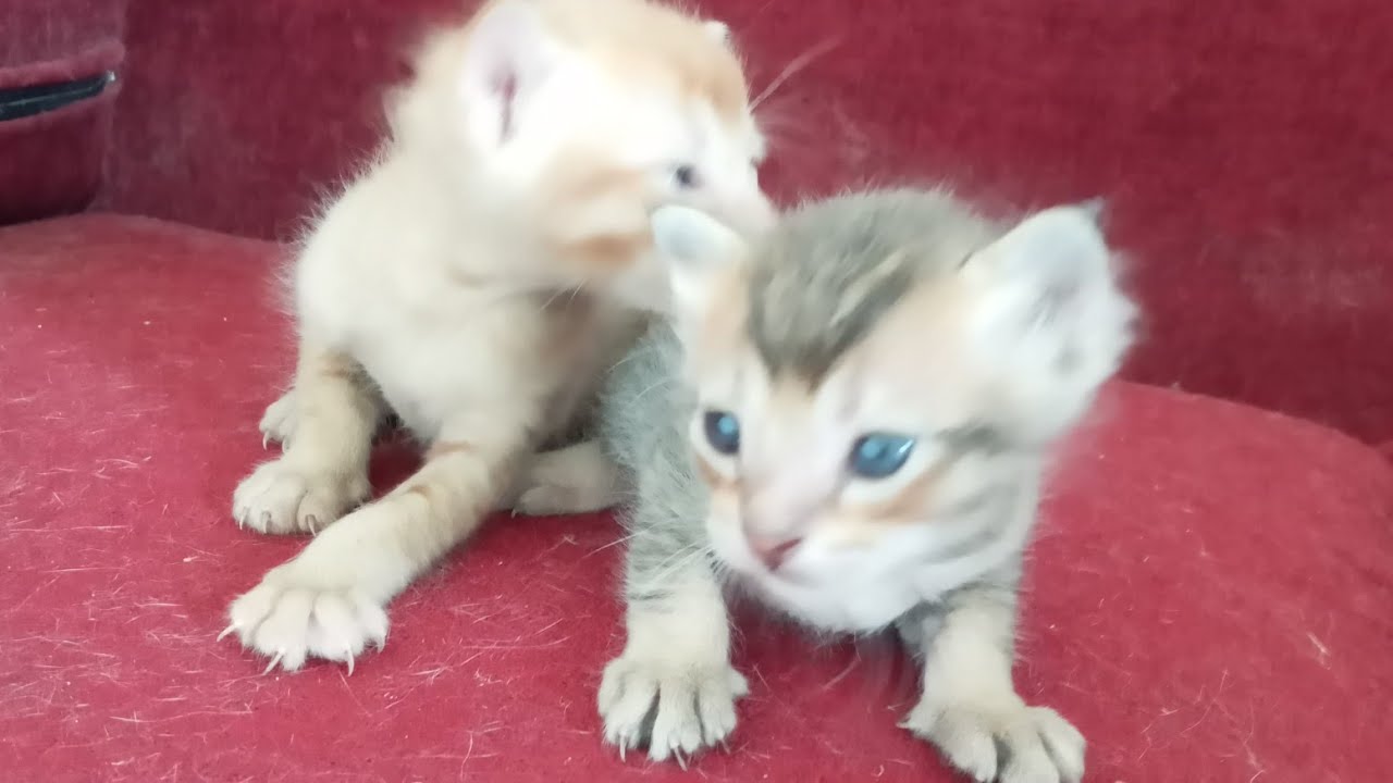 Today Cats & kittens are 670 and 575 & 524 & 518 & 511 & 420 & 346 ...