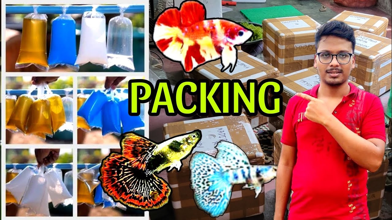 GUPPY AND BETTA FISH PACKING FOR ALL OVER INDIA SHIPING | BETTA FISH ...