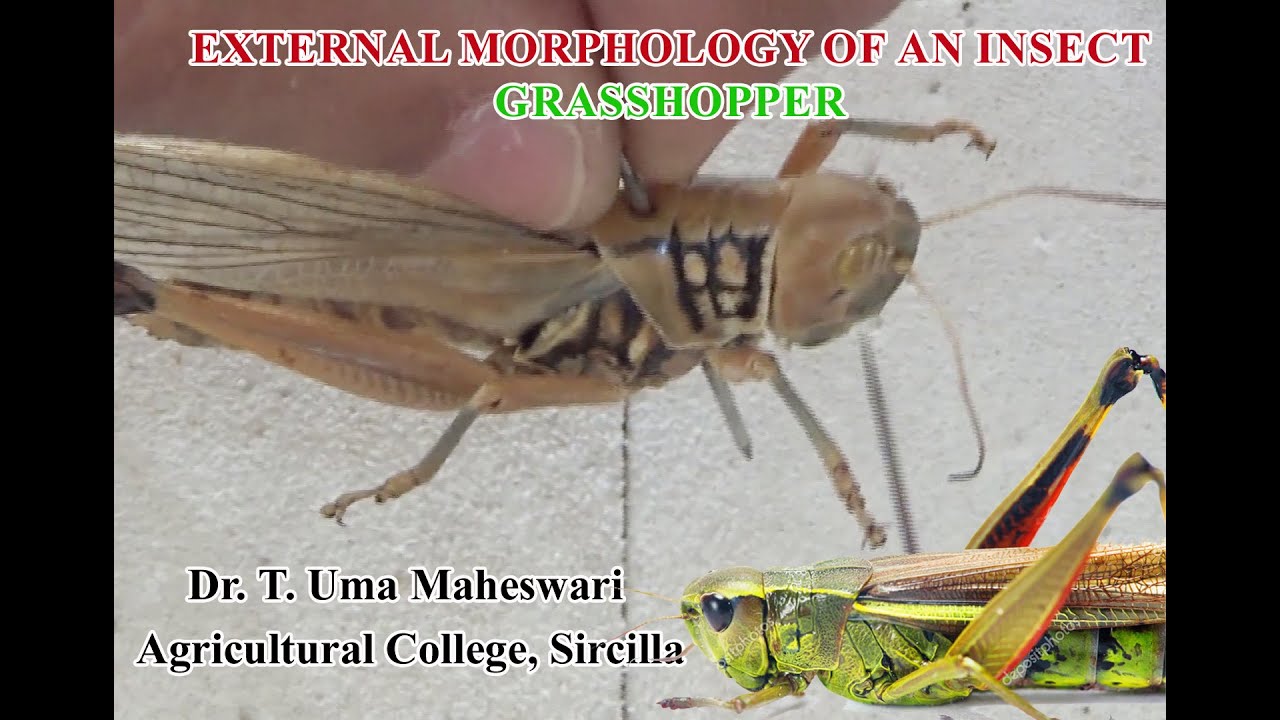 External Morphology of an insect - YouTube