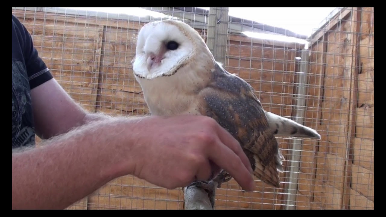 how to train a owl - YouTube
