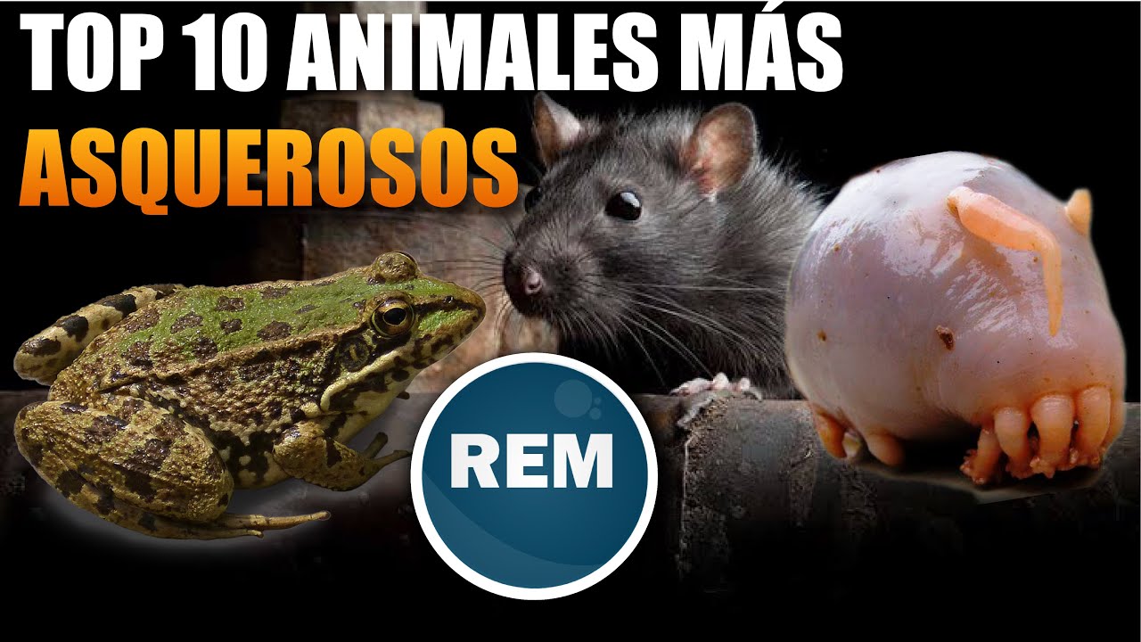 TOP 10 ANIMALES MÁS ASQUEROSOS - YouTube