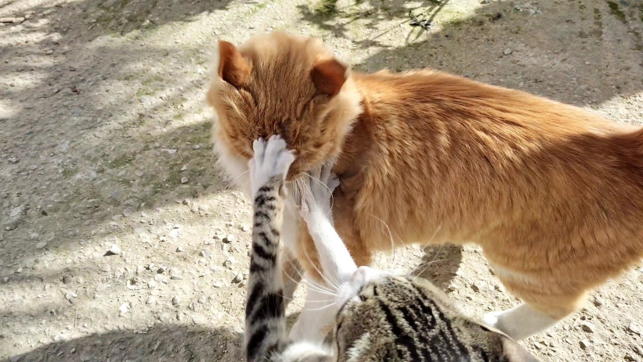 The little cat slapped the big cat on his face and ran away - YouTube