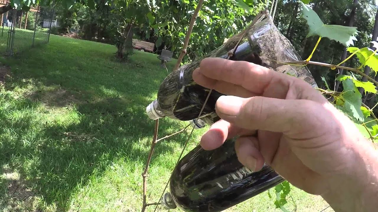 LIVE ROOTING GRAPEVINES POTTED UP - YouTube
