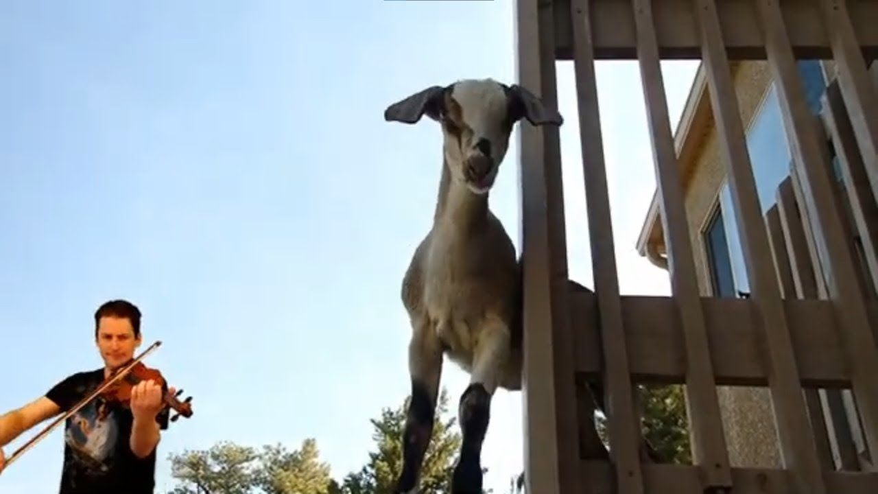 Goat-o-Rama Violin Live | March 27, 2022 - YouTube