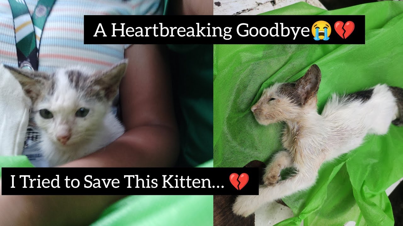 From Rescue to Goodbye… A Kitten’s Heartbreaking Story #animalrescue # ...