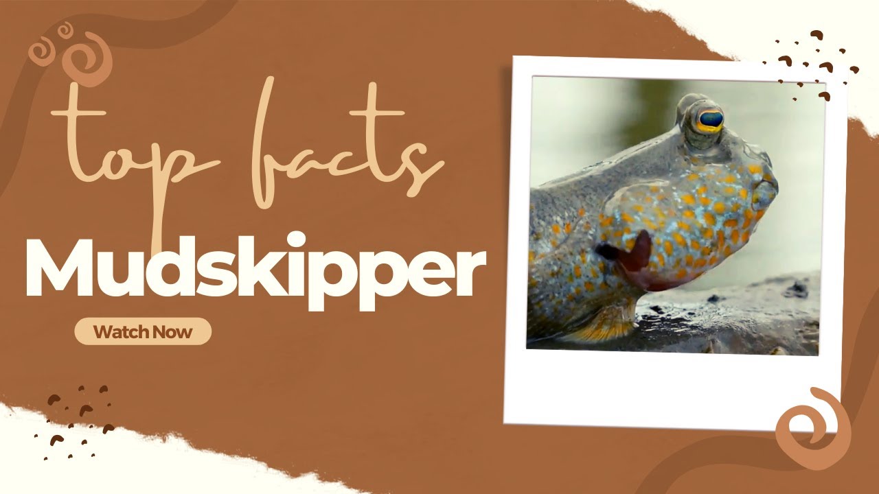 Mudskipper facts 🐠 amphibious fish 🐟 - YouTube