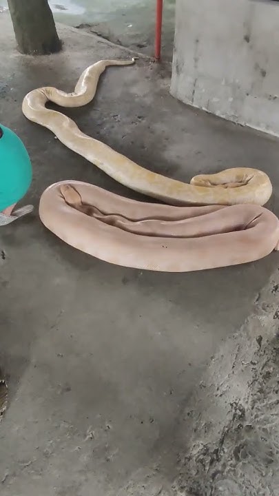 *Island Bohol (Python Snakes) - YouTube