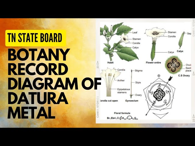 Clitoria Ternatea Floral Diagram
