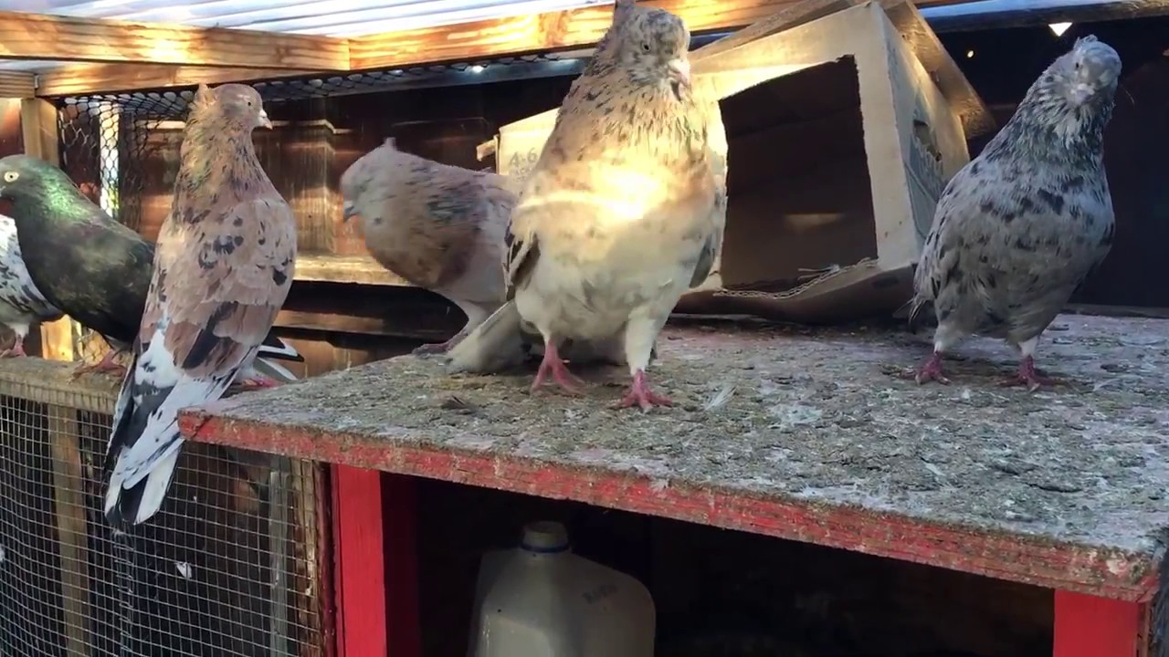 Iranian toghi pigeon - YouTube