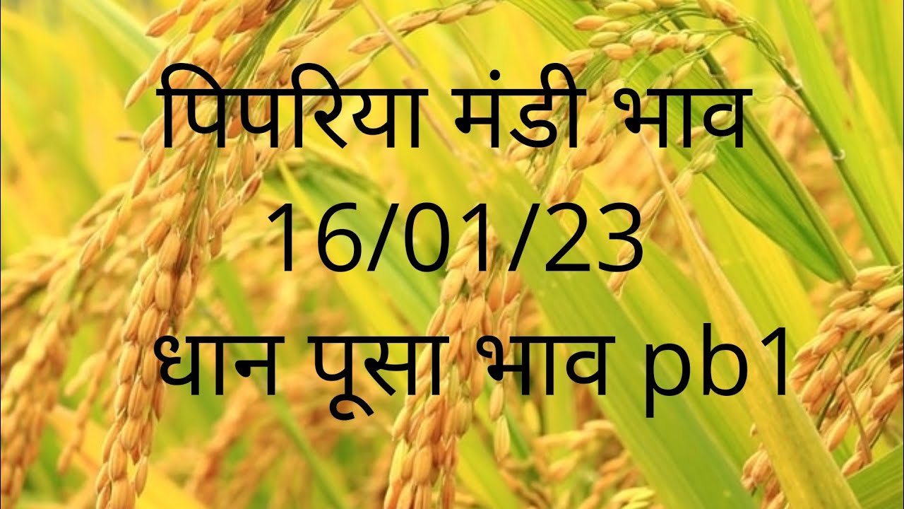 16-01-23-pb1-pipariya-mandi-bhav