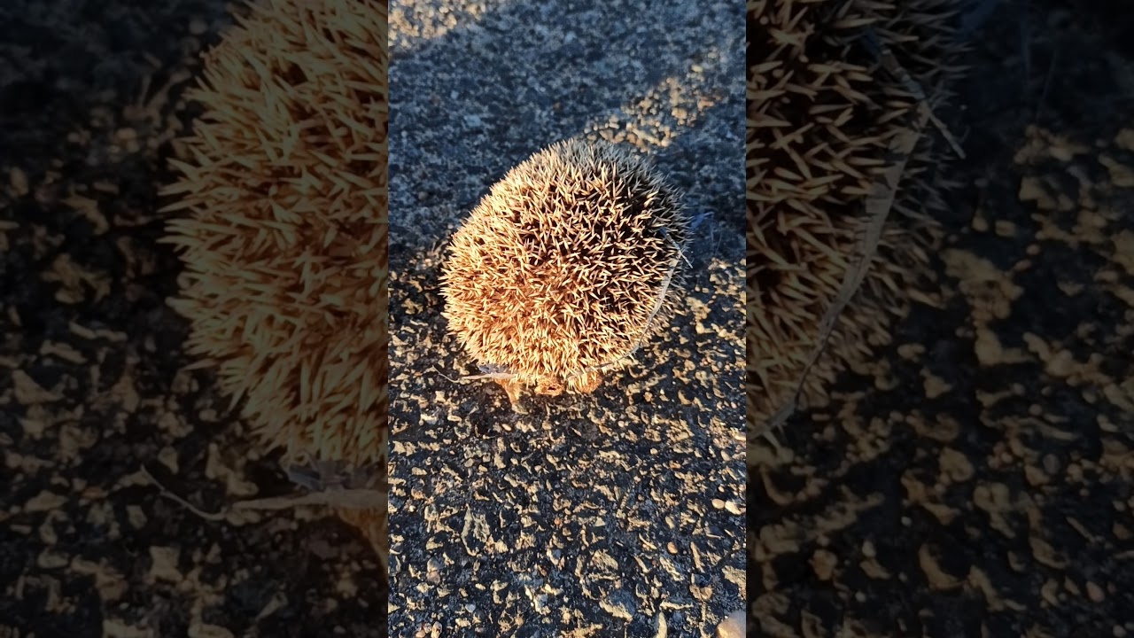 Kuwait Animal - Beautiful Desert Rat - YouTube