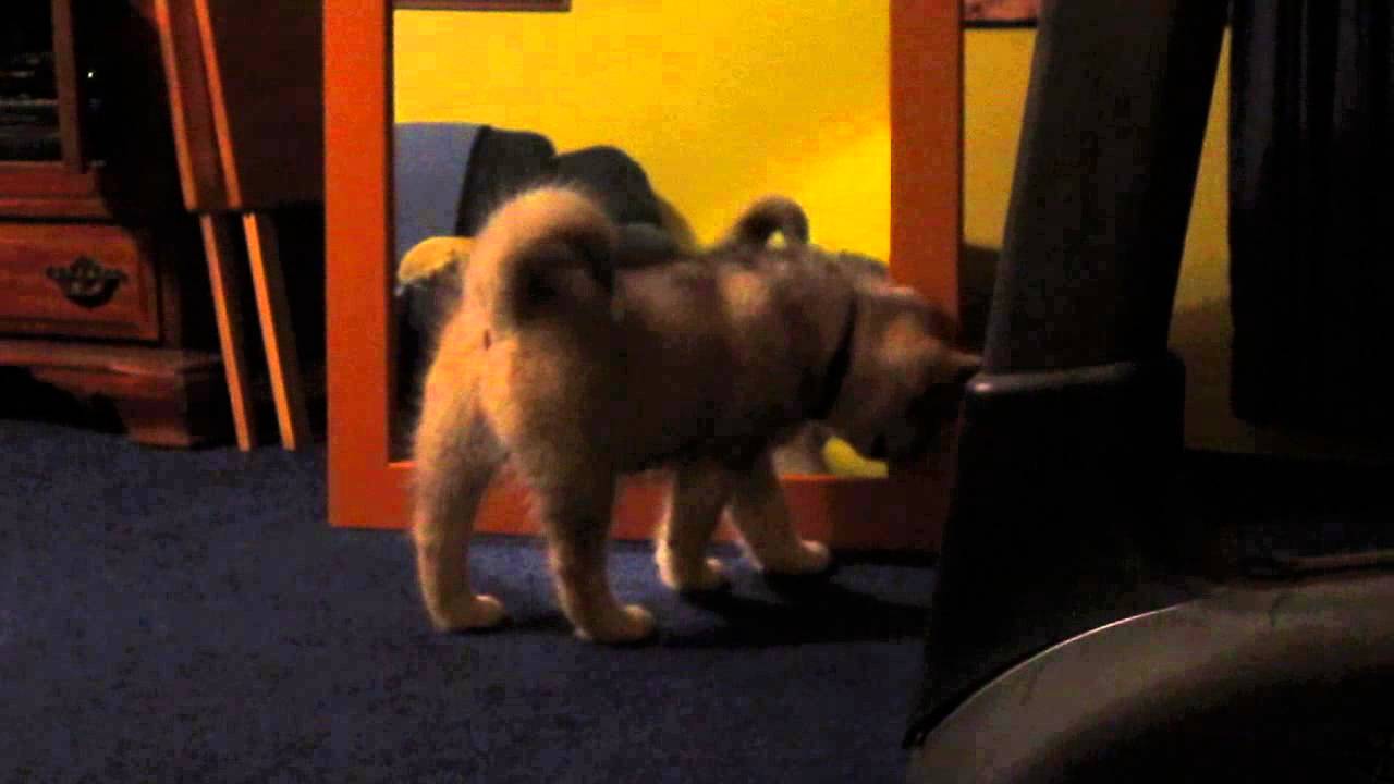 Kalamals Kennel Alaskan Malamutes - YouTube