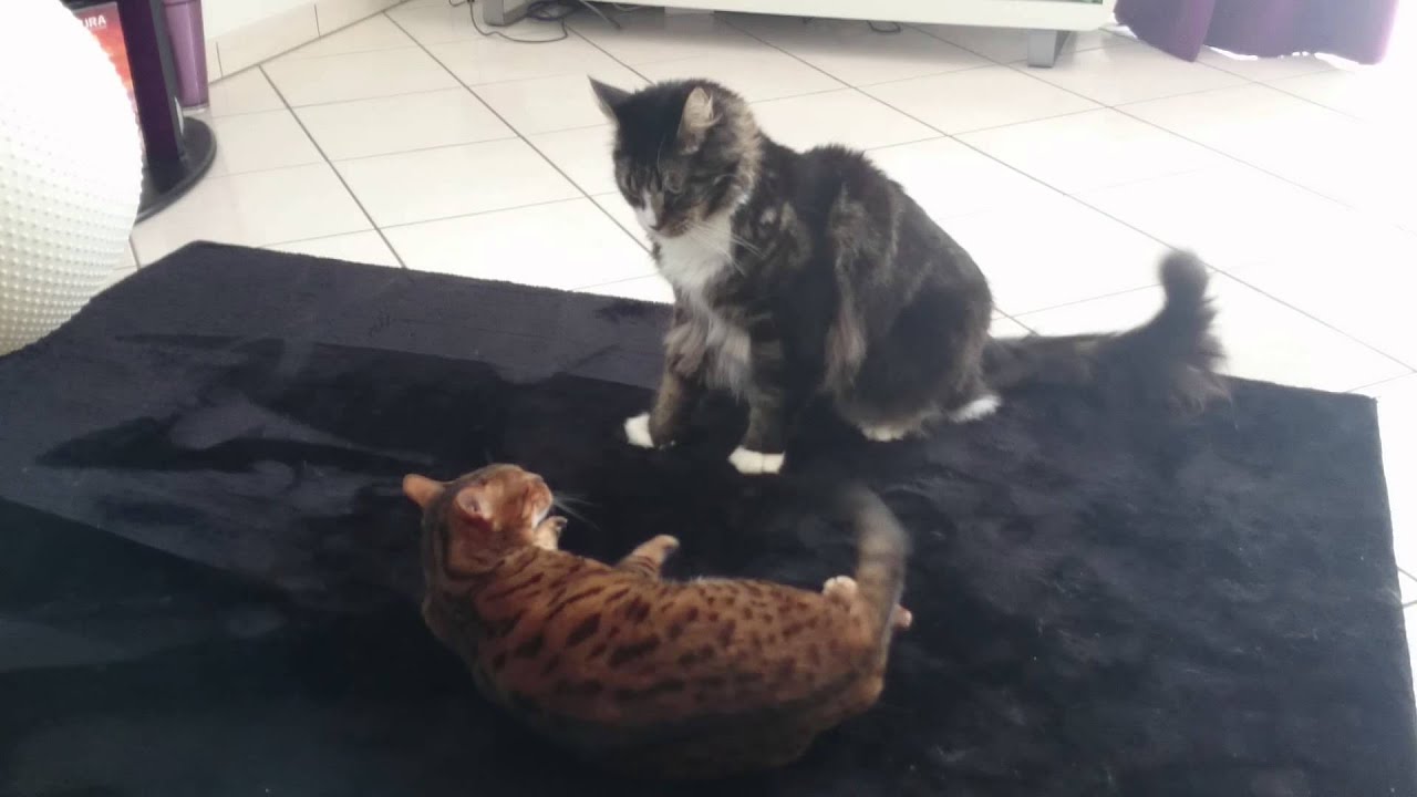 Fight Bengal cat vs maine coon - YouTube