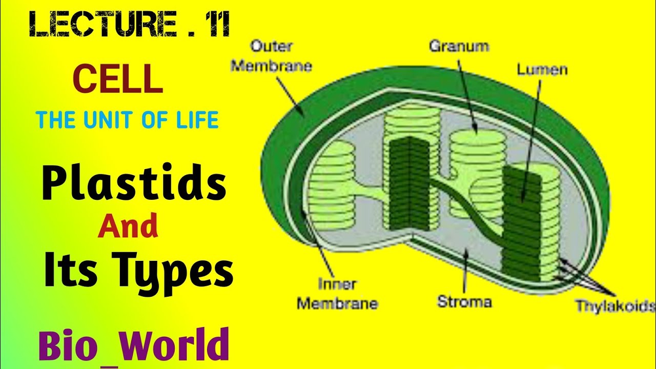 Cell: The Unit of Life - Plastids| Chloroplast| Types-structure and ...