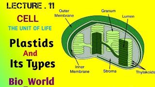Cell: The Unit of Life - Plastids| Chloroplast| Types-structure and function| Mohammad Asghar