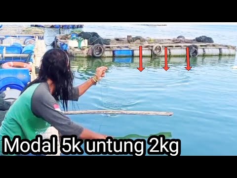 beruntung‼️Air gerak pasang modal 5k untung 2kg || spot mancing Kelong ...